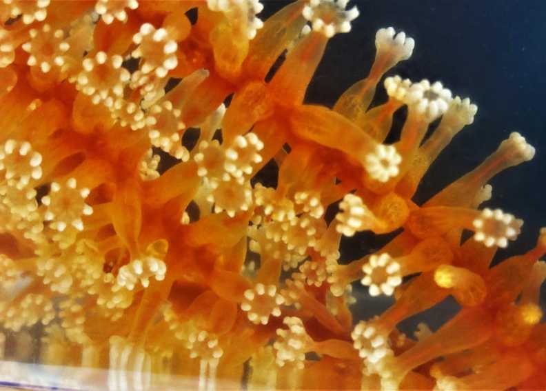 Collecting and Studying Deep-Sea Coral - Consolidated Safety Services